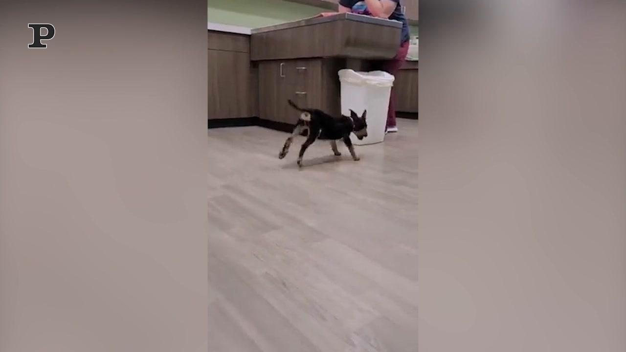 Cane ballerino si scatena al ritmo di musica | video