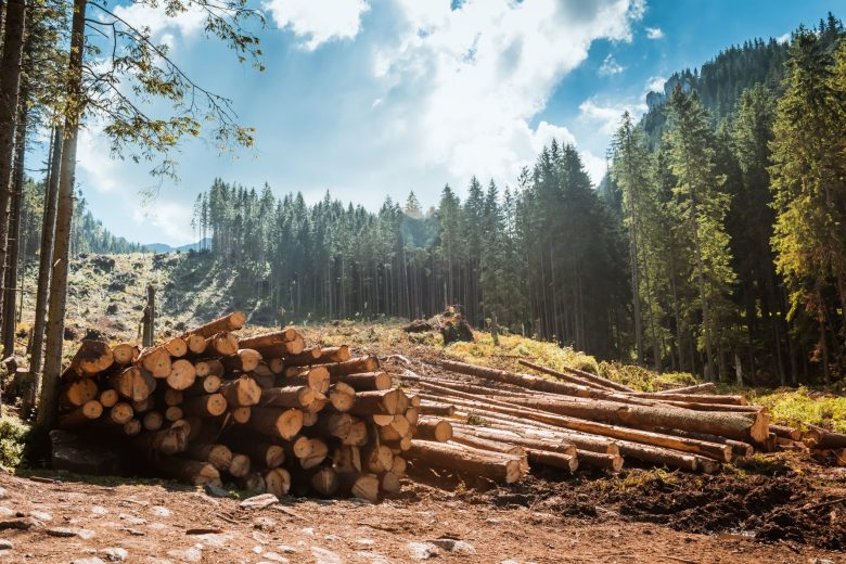 Italia ed Usa hanno comprato legno dalla Russia per oltre un mld di ...